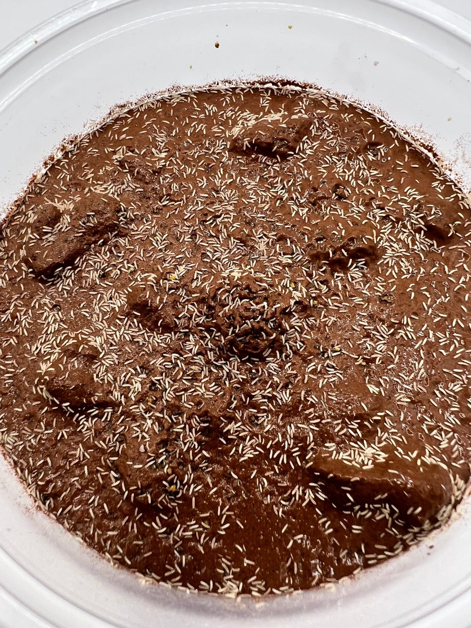 DIY Clay Springtail Culture – MI Beneficials