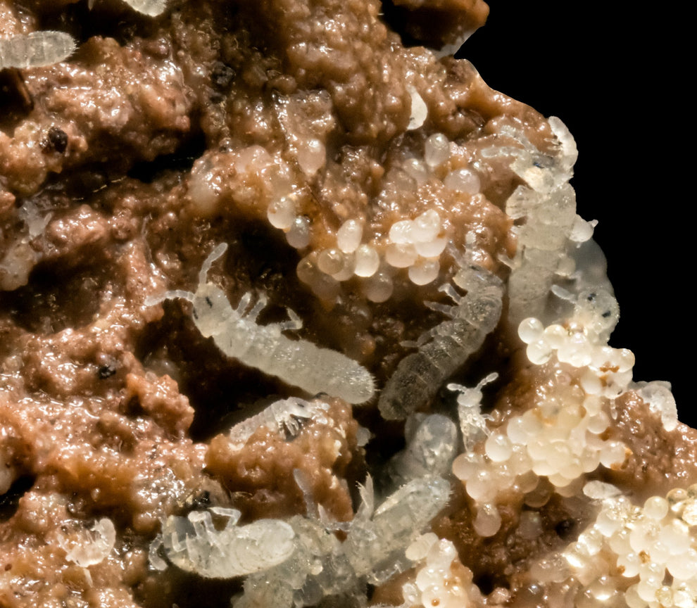 Blue Podura Springtails (Proisotoma minuta) – MI Beneficials