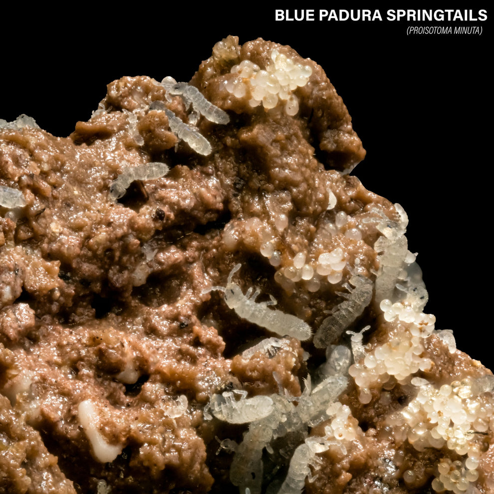 Blue Podura Springtails (Proisotoma minuta) – MI Beneficials