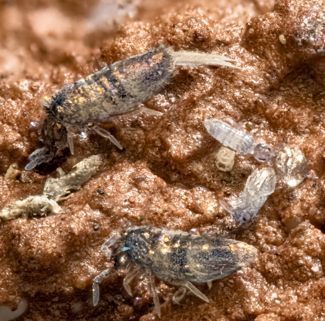 Micro-Gold Springtails (Lepidocyrtus Sp.) – MI Beneficials