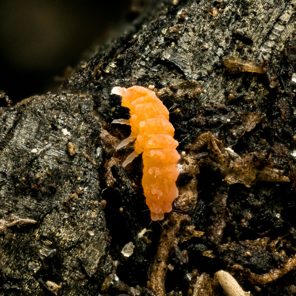 Orange Springtails ("Florida Oranges" Neanura growae) – MI Beneficials