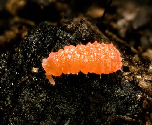 Orange Springtails ("Florida Oranges" Neanura growae) – MI Beneficials