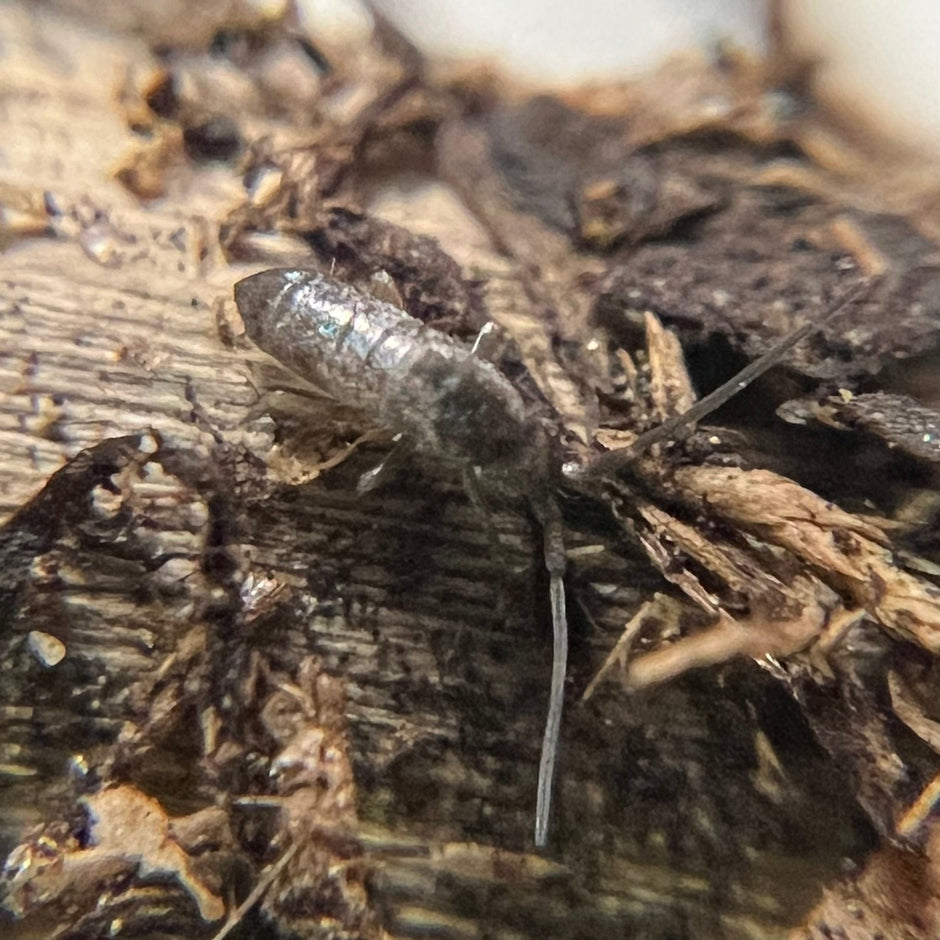 Beneficial Insects | Exotic Springtails | Organic Gardening | USA – MI ...
