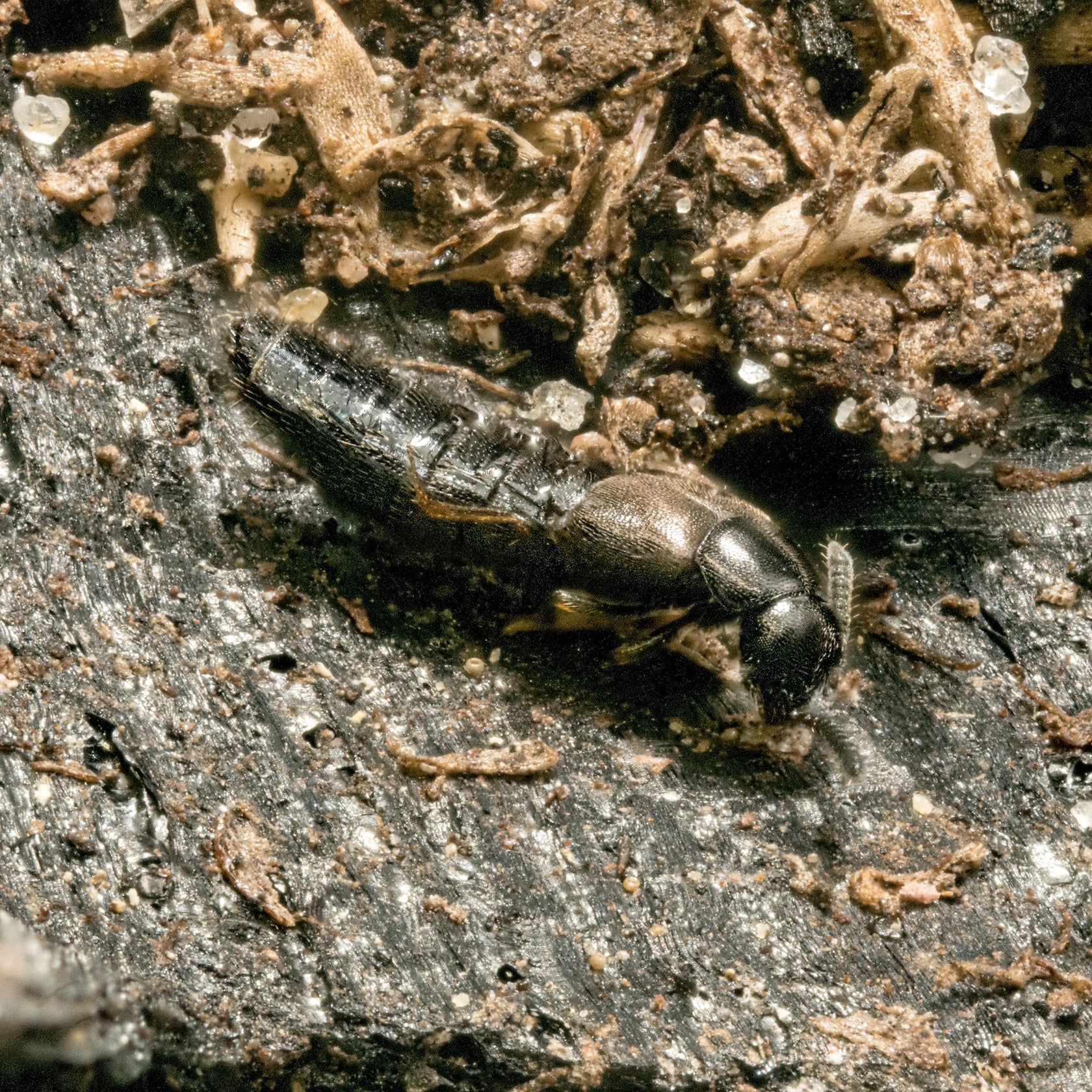 Rove Beetles (Dalotia coriaria) - Fungus Gnat Control – MI Beneficials