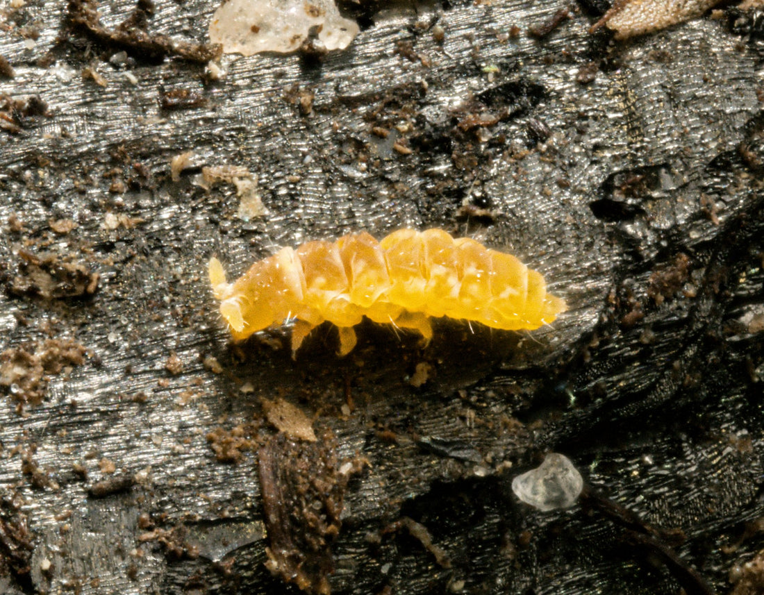 Yellow Springtails (Ceratophysella Sp. "Albino) – MI Beneficials