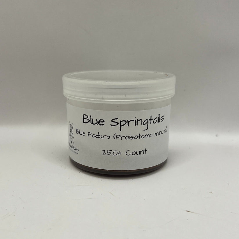 Blue Podura Springtails (Proisotoma minuta) – MI Beneficials