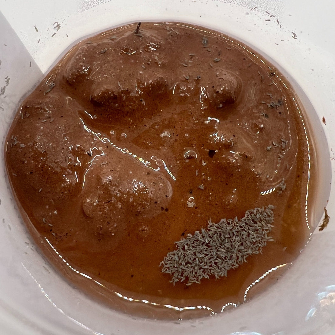 Blue Podura Springtails (Proisotoma minuta) – MI Beneficials