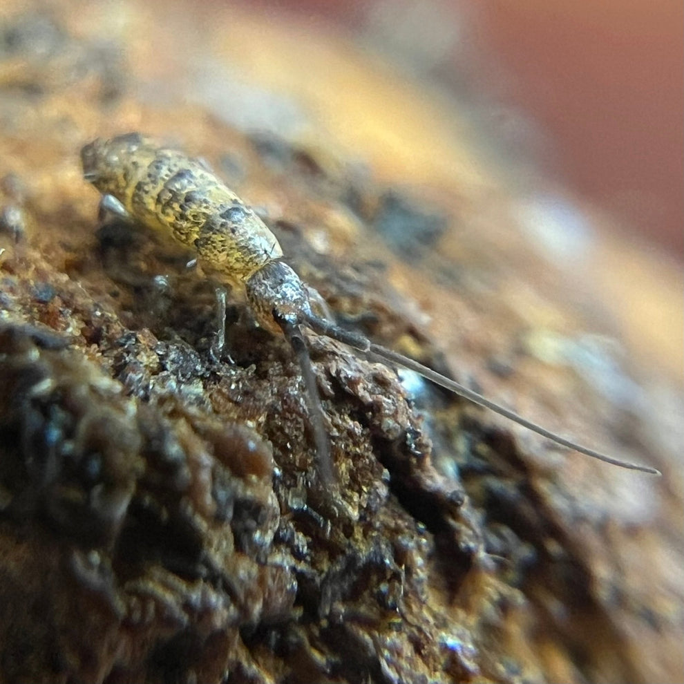 Giant Silver Bullet Springtails (Pogonognathellus dubius) – MI Beneficials