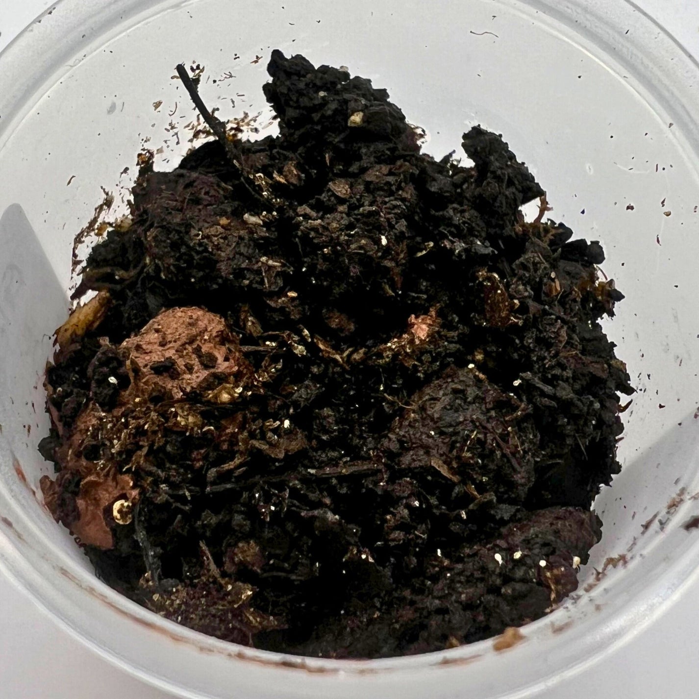 Globular Cave Springtails (Arrhopalites caucus) – MI Beneficials