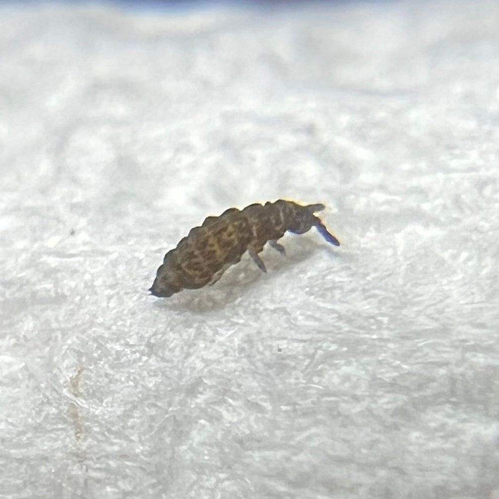 Lilac Springtails (Ceratophysella Sp.) – MI Beneficials