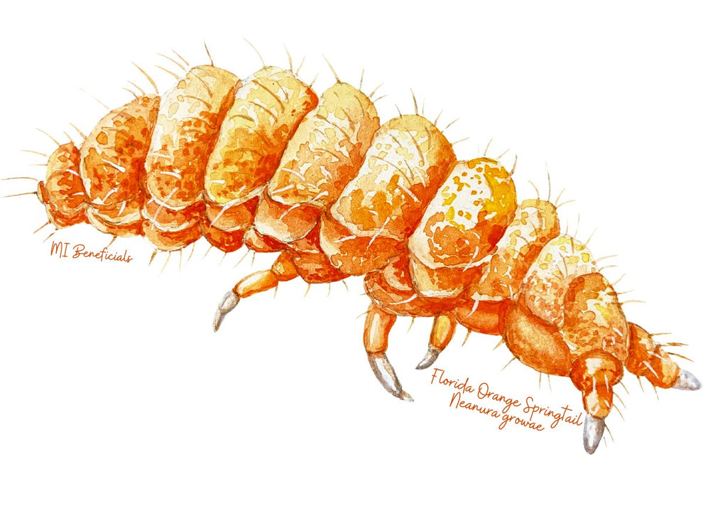 Orange Springtails ("Florida Oranges" Neanura growae) – MI Beneficials