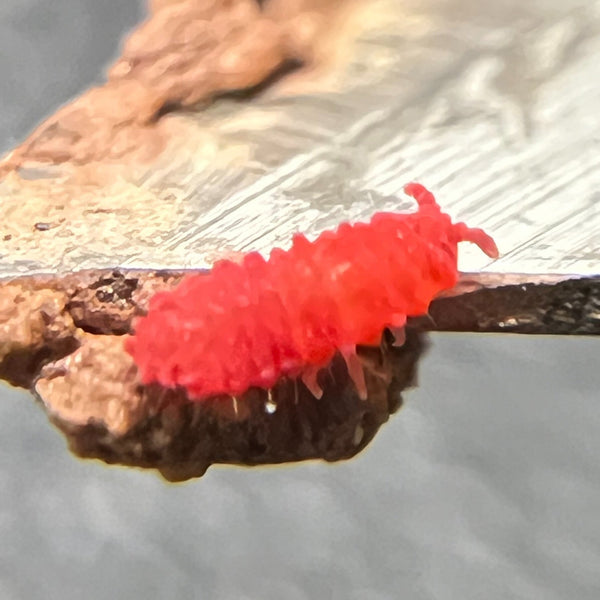 Thai Red Springtails (Lobella sp.) – MI Beneficials