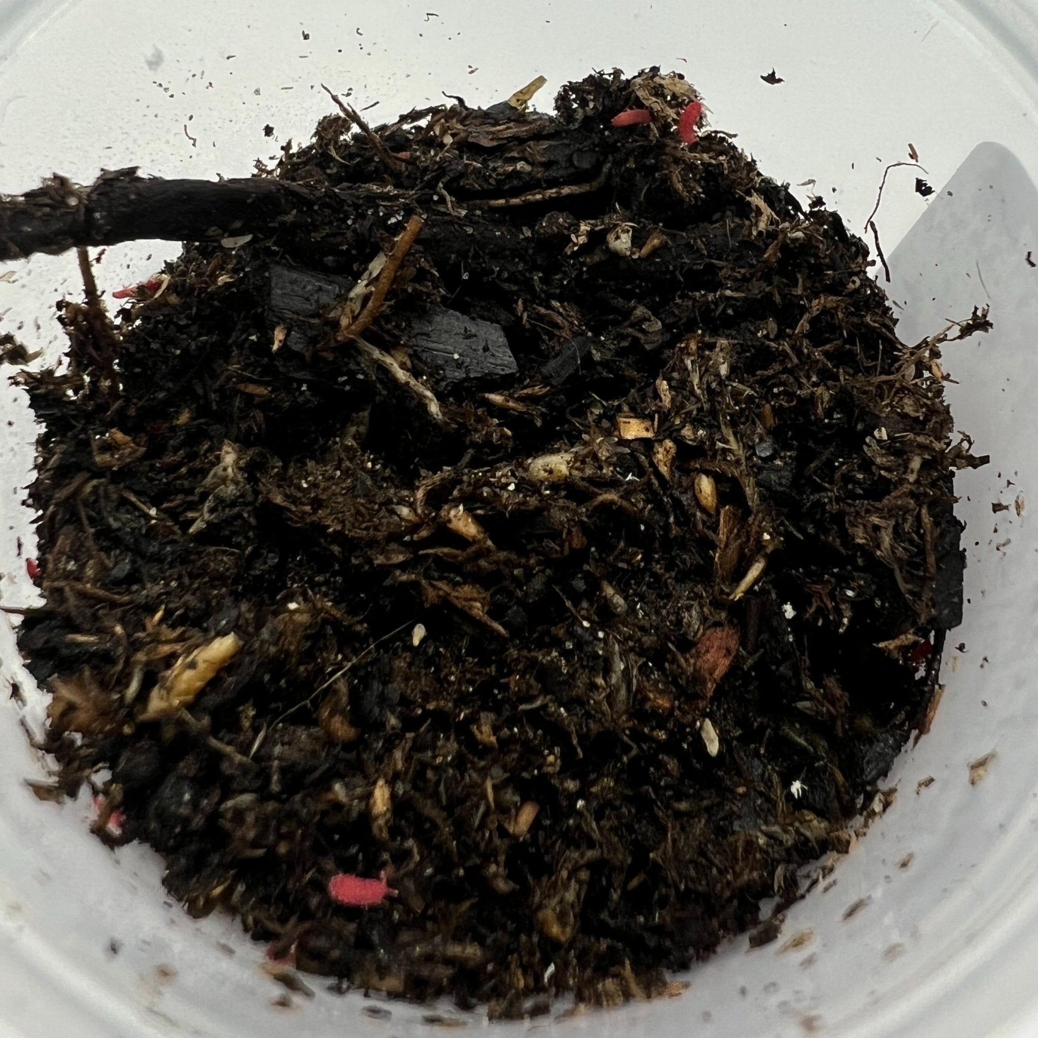 Thai Red Springtails (Lobella sp.) – MI Beneficials