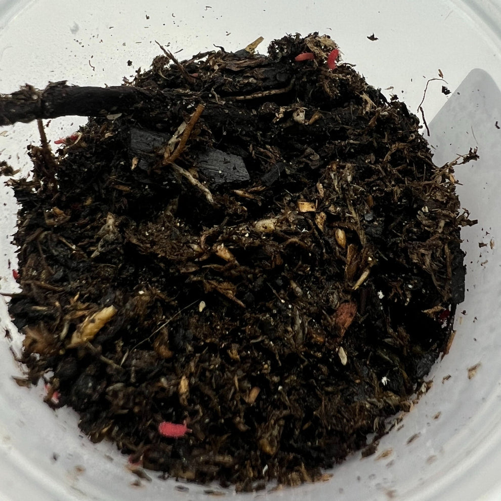 Thai Red Springtails (Lobella sp.) – MI Beneficials