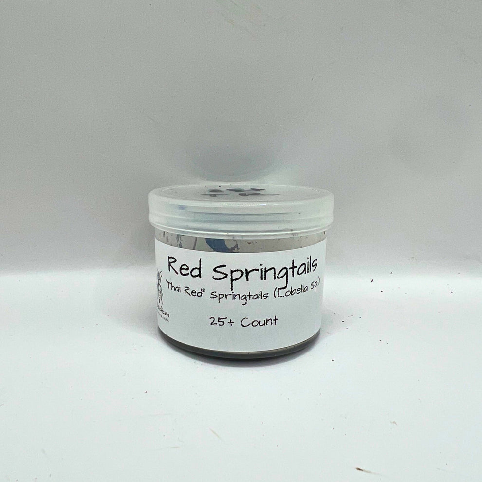 Thai Red Springtails (Lobella sp.) – MI Beneficials