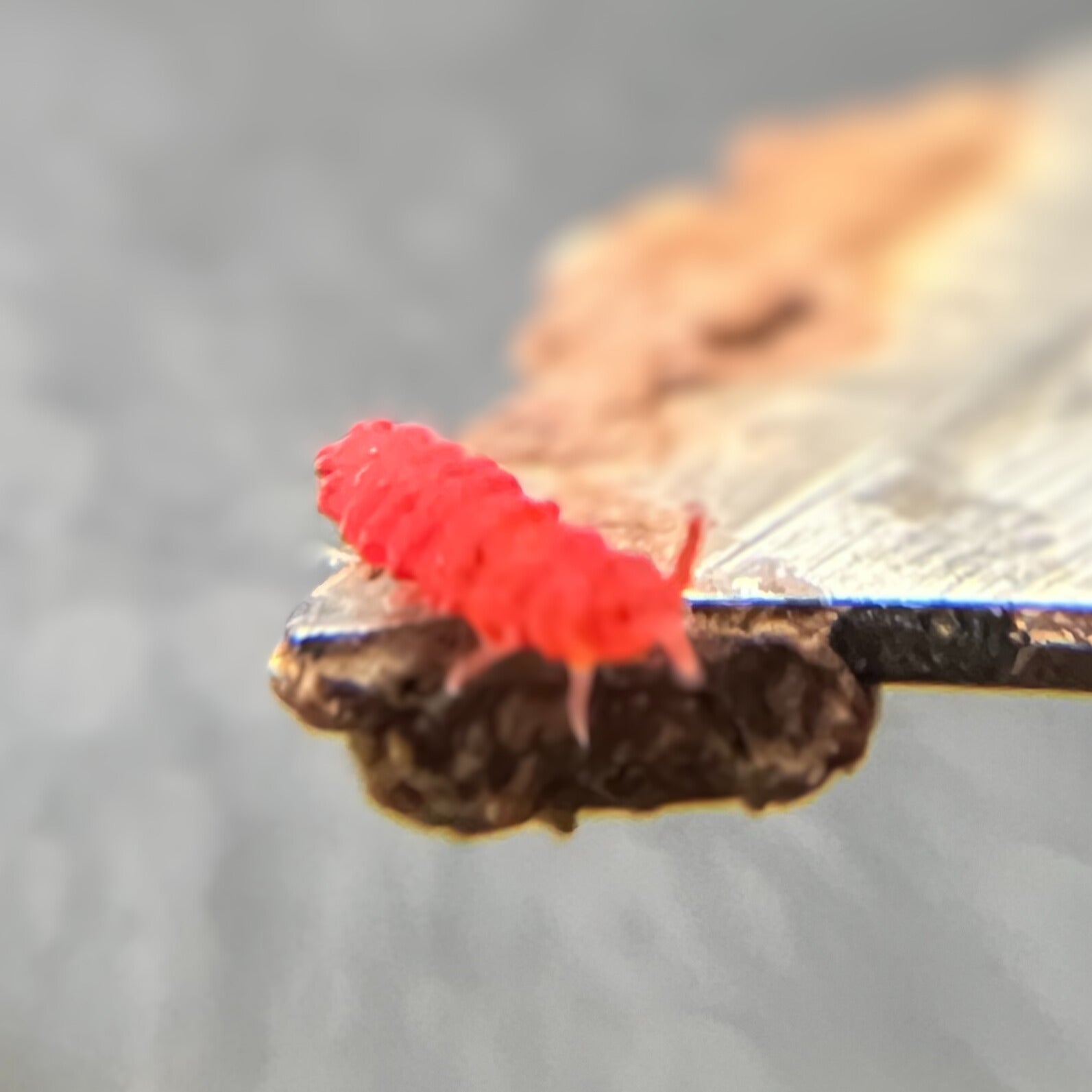 Thai Red Springtails (Lobella sp.) – MI Beneficials