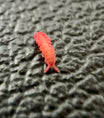 Thai Red Springtails (Lobella sp.) – MI Beneficials