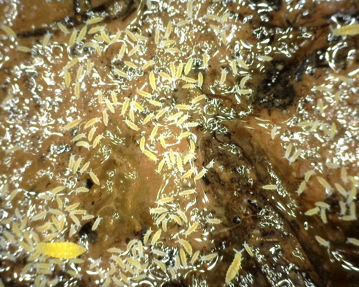 Yellow Springtails (Ceratophysella Sp. "Albino) – MI Beneficials