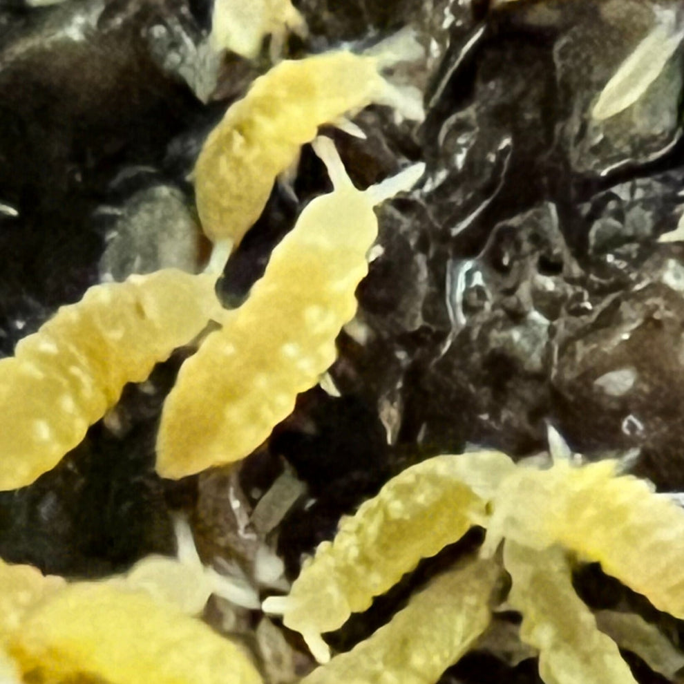 Yellow Springtails (Ceratophysella Sp. "Albino) – MI Beneficials