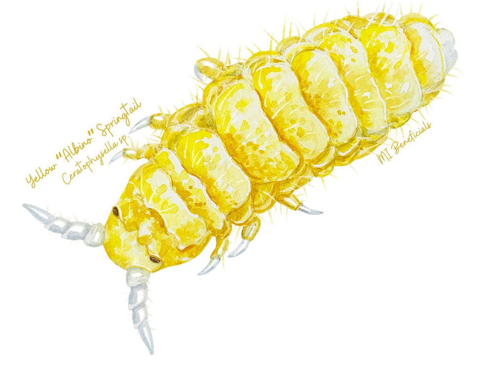 Yellow Springtails (Ceratophysella Sp. "Albino) – MI Beneficials